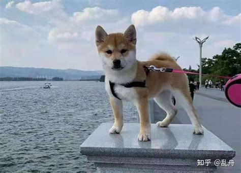 普通柴犬和赛级柴犬的区别，柴犬等级是怎么划分的？ 知乎