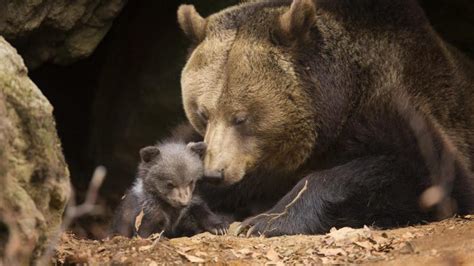 Cómo Sobrevive El Oso Durante La Hibernación Ciencia El PaÍs Lupon