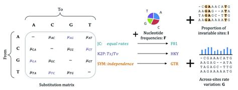 5 The Nucleotide Substitution Model And The Incorporated Parameters