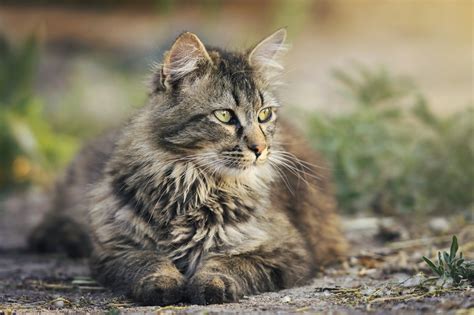 Un Chat Du Colorado Testé Positif à La Peste Bubonique