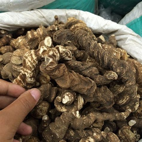 中药材重楼白蚤休500克 虎窝淘