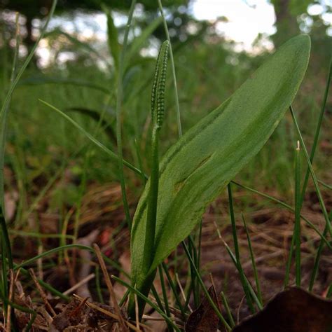 An Awesome Ophioglossum — In Defense Of Plants