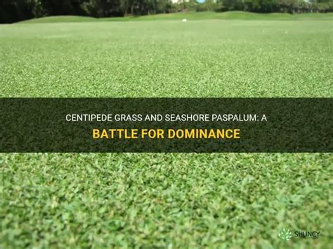 Centipede Grass And Seashore Paspalum A Battle For Dominance Shuncy