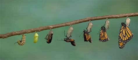 The Mysterious World Of Insect Metamorphosis Insect Lore