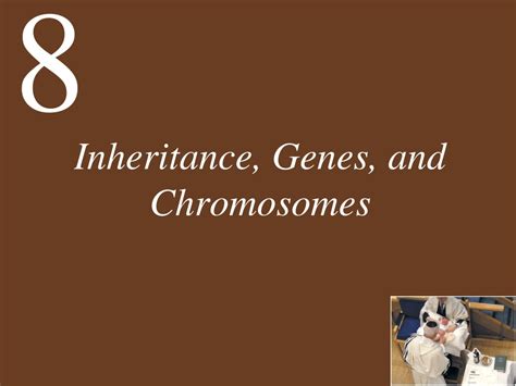 PPT Understanding Mendel S Inheritance Laws Genes And Chromosomes