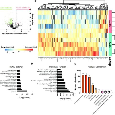 Establishment Of Fertile And Infertile Human Endometrial Organoids In