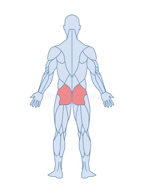 Male Muscle Anatomy Concept Stock Vector Illustration Of Heart