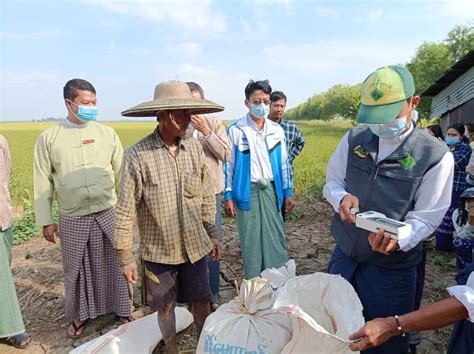 ရေကျနောက်စိုက် ပေါ်ဆန်းကြီးစပါး စံကွက်ရိတ်သိမ်း တစ်ဧက ၇၅ တင်းကျော်ထွက်ရ