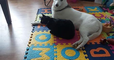 Mutt Day Here Is My 12 Year Old Mutt With Our 3year Old Kitty