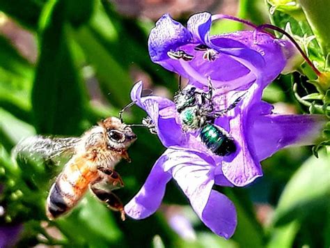 Beekeeping Pictures Sequim Plants My Garden Site