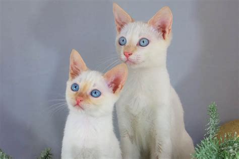 Colourpoint Shorthair Breed Profile Cat World