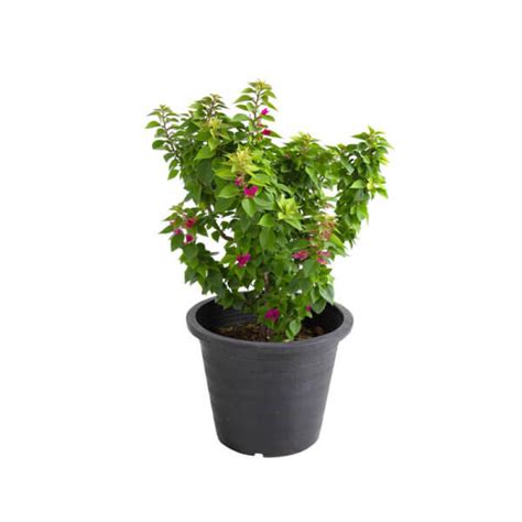 B. Pink Pixie – Garden Me UAE