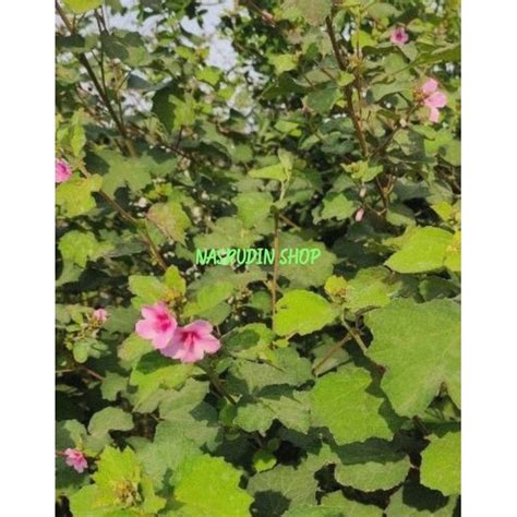Jual DAUN PULUTAN SEGAR 1KG LANGSUNG PETIK DAUN PANGPULUTAN URENA