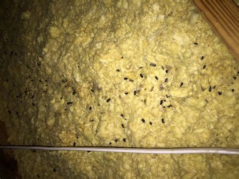 Rat Droppings In Attic Insulation Critter Control Canada