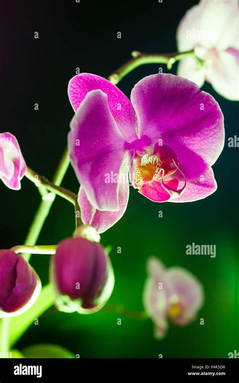 Orchid flower view on black background (phalaenopsis ambiance Stock ...