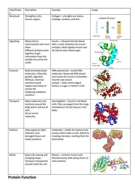 Protein Function Classificatio N Description Example Image Structural Strengthen Cells