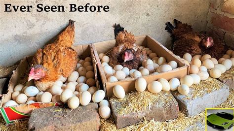 3 Aseel Hens Harvesting Too Many Eggs Together Hatching 100 Eggs To