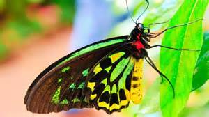Largest Butterflies In The World Top 7 Ranked List