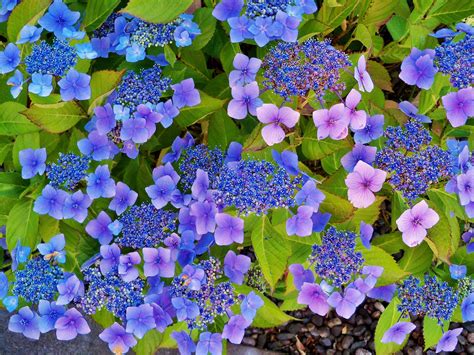 Hydrangea Bliss A Stunning HD Wallpaper Of Nature S Flowering Beauty