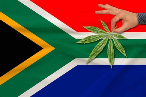 Announcement Cannabis Smell May Spark National Debate In South Africa