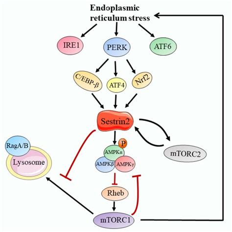Er Stress Upregulates Sestrin2 To Inhibit The Mtorc1 Pathway Er Stress