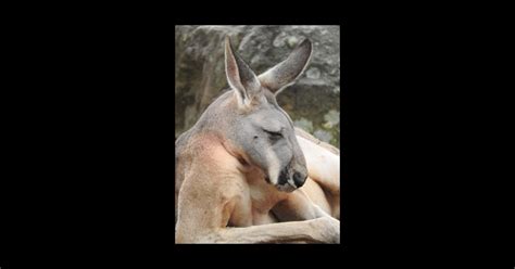 Red Kangaroo Kangaroo Sticker Teepublic