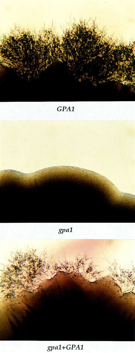 Cryptococcus neoformans mating and virulence are regulated by the G protein α subunit GPA1 and cAMP