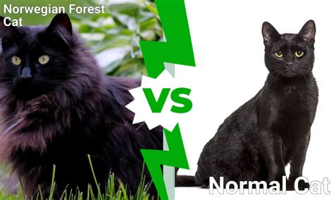 Norwegian Forest Cat Size Vs Normal Cat Just How Big Are They A Z