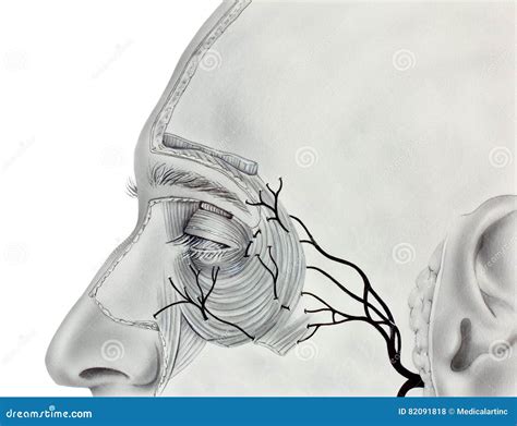 Oog Proximale Spieren En Zenuwen Stock Foto Image Of Zicht