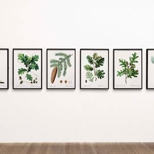 Tree Poster Set Of 6 Tree Prints Tree Print Tree Identification Poster Forest Wall Art Etsy