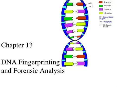 Ppt Chapter 13 Dna Fingerprinting And Forensic Analysis Powerpoint