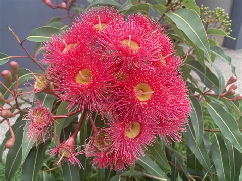 En Vacances Flowering Australian Native Trees Lindy Sinclair