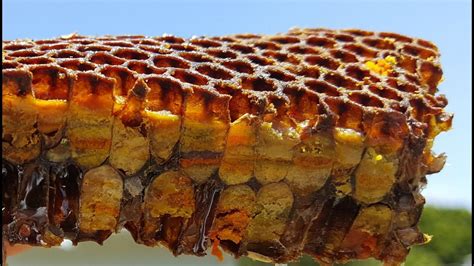 ПЧЕЛИНАЯ ПЕРГА для ОЗДОРОВЛЕНИЯ желудка, кишечника, печени ...