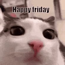 Happy Friday Cat S Tenor