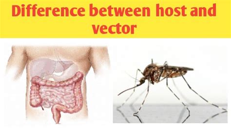 What Is The Difference Between Host And Vector Biologysir