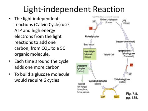 Ppt Chapter 7 Biological Pathways Photosynthesis Powerpoint Presentation Id1755014