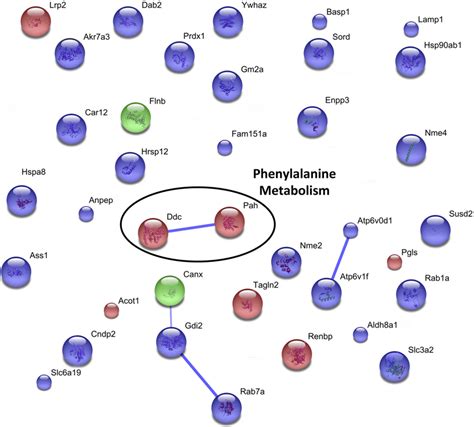 Search Tool For The Retrieval Of Interacting Genesproteins String