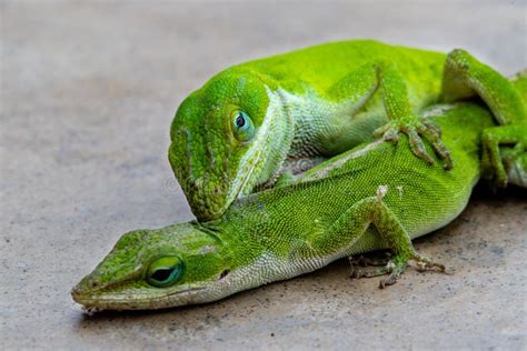 Two Mating Carolina Anole Lizards Stock Image Image Of Mating