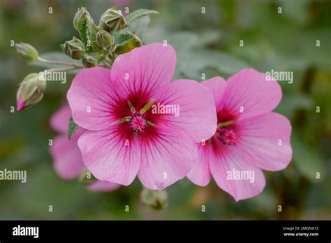 African Mallow Anisodontea Capensis El Rayo Stock Photo Alamy