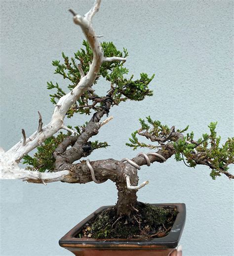 Juniper Joy Lilliannah Bonsai