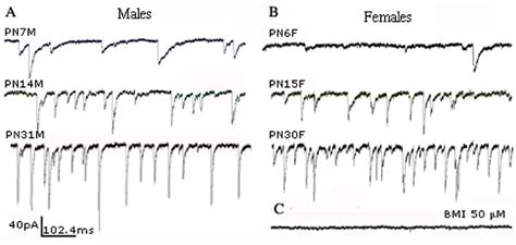 Figure 1 From Age And Gender Related Differences In Gabaa Receptor Mediated Postsynaptic