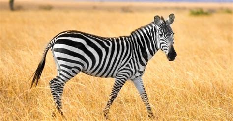 Okapi Vs Zebra What Are Their Differences Imp World