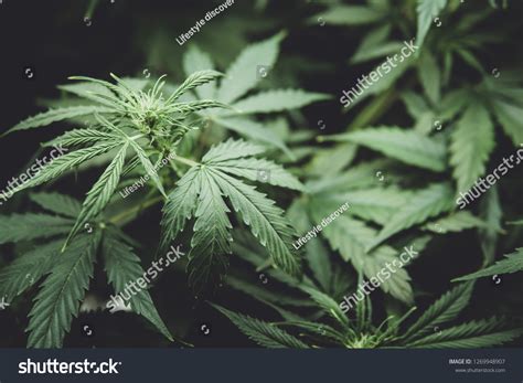 134943 새싹삼 이미지 스톡 사진 및 벡터 Shutterstock