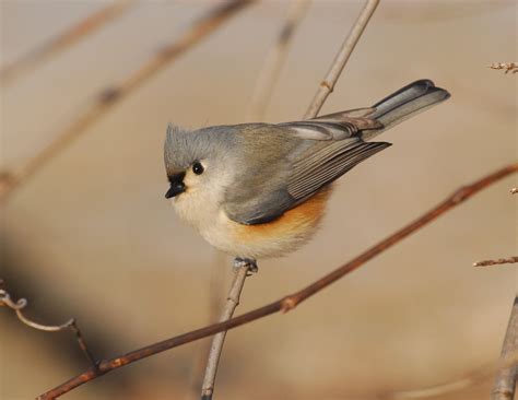 All About Birds Tufted Titmouse