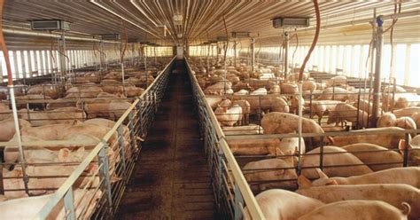 Opponents Claims Of Excessive Antibiotic Use In Livestock Challenged