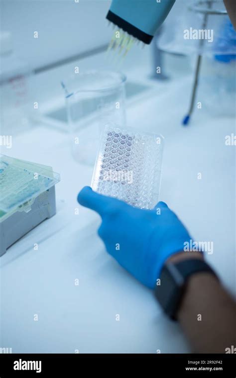 In Vitro Cellular Assay Using Multi Pipette And Well Plate Cell Culture