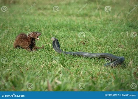 Javan Mongoose Or Small Asian Mongoose Herpestes Javanicus Stock Image Image Of Brown