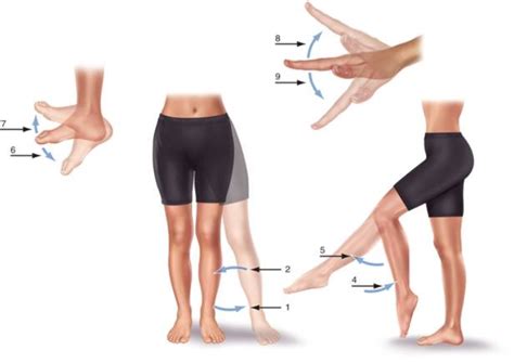Plantar Flexion And Dorsiflexion