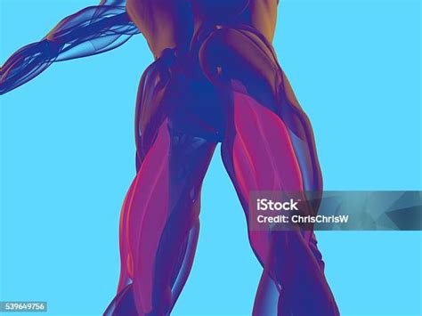 햄스트링 근육 그룹 인간의 해부학 근육 시스템 3d 일러스트레이션 3차원 형태에 대한 스톡 사진 및 기타 이미지 3차원 형태