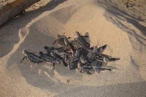 Semarnat Declara A Isla Contoy Como Santuario De Tortugas